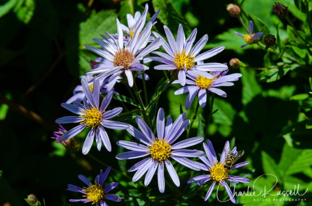 Mount Rainier Snow Lake Wildflowers - Charlie Russell Nature Photography
