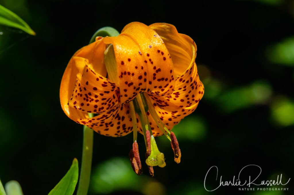 Mount Rainier Snow Lake Wildflowers - Charlie Russell Nature Photography