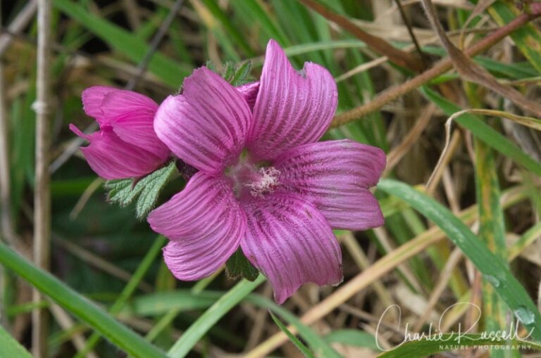 Chimney Rock Wildflowers at Point Reyes - Charlie Russell Nature ...