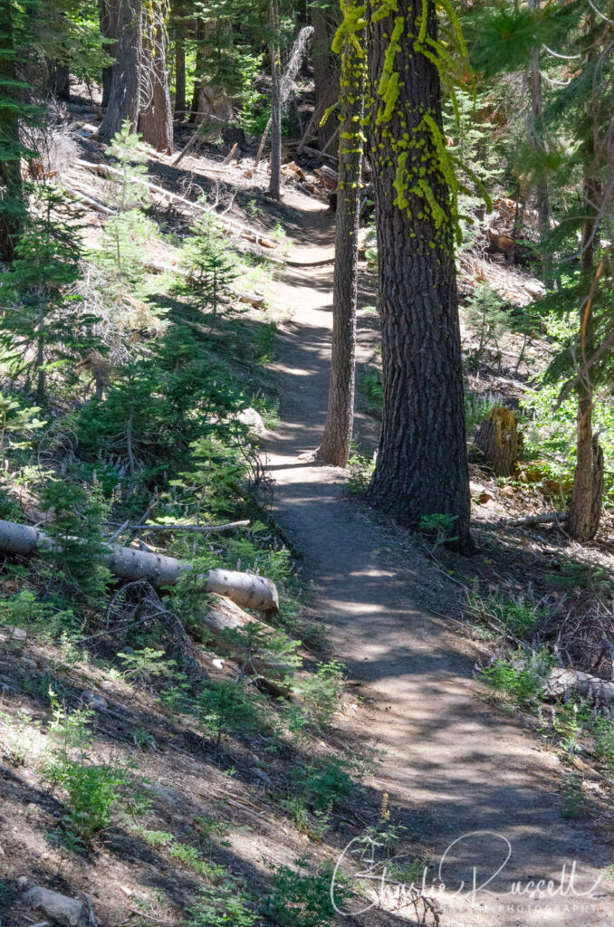 Lassen Paradise Meadow - Charlie Russell Nature Photography