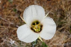 Eight Dollar Mountain - Charlie Russell Nature Photography
