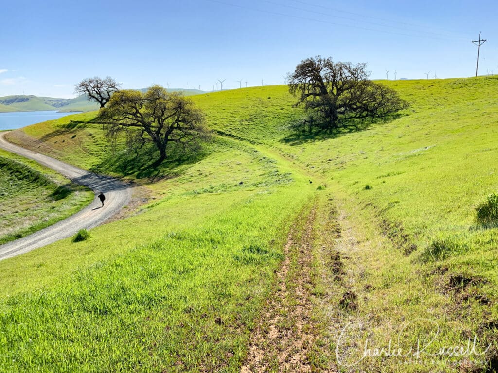 Los Vaqueros Wildflowers - Charlie Russell Nature Photography