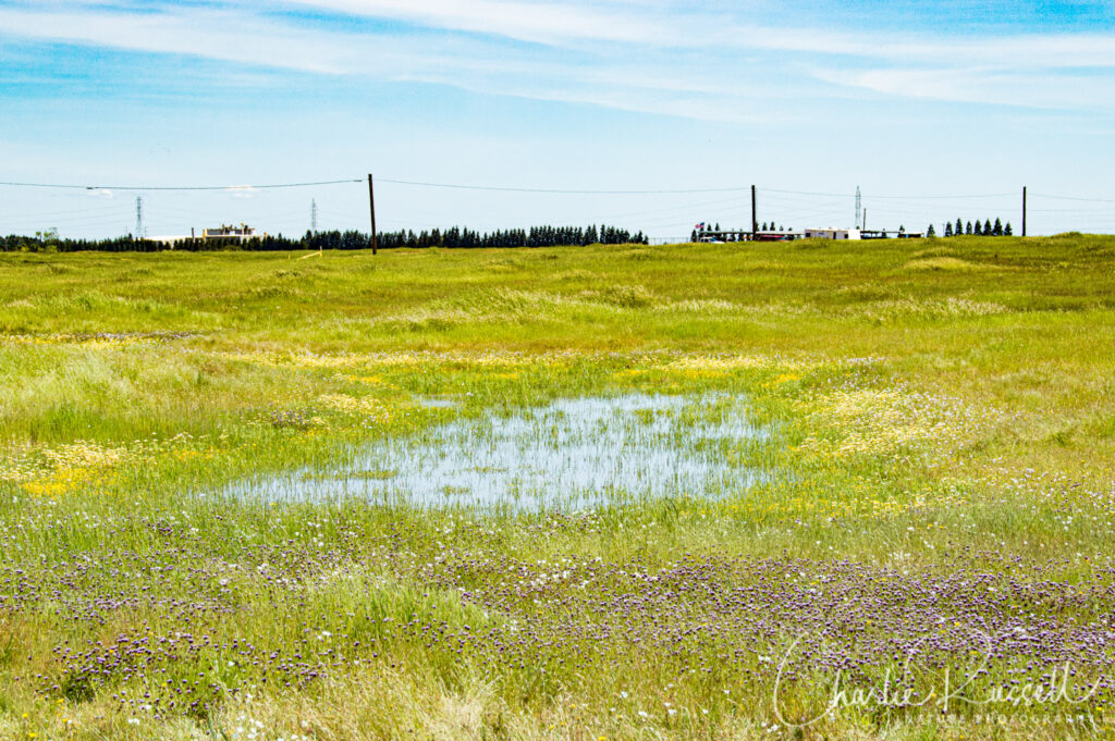 Mather Vernal Pools - Charlie Russell Nature Photography