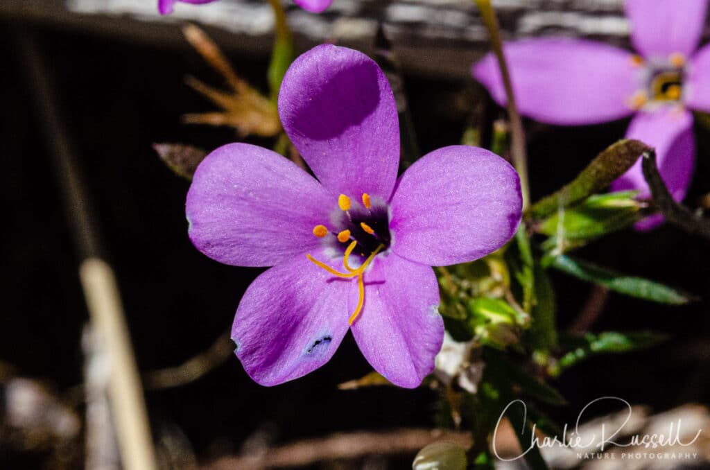 Clover Springs Preserve - Charlie Russell Nature Photography