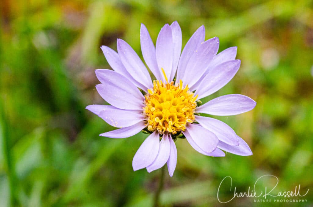 Hidden Meadow Wildflowers - Charlie Russell Nature Photography