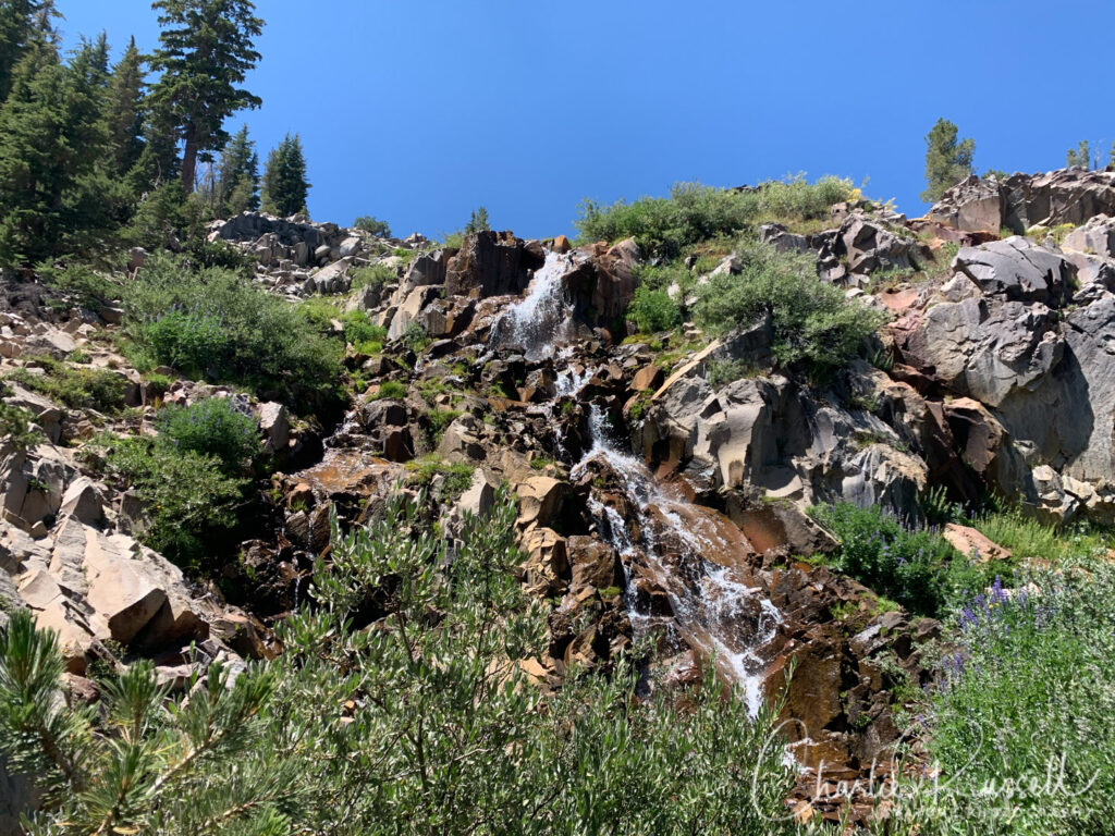 Galena Creek Falls Wildflowers - Charlie Russell Nature Photography