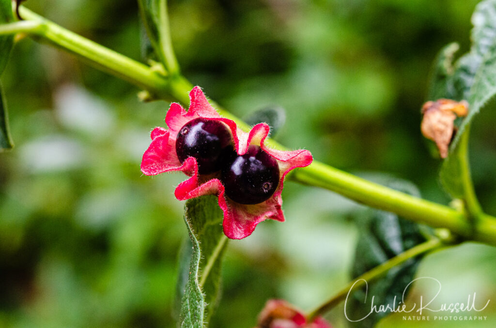 Point Reyes Drakes Estero Wildflowers - Charlie Russell Nature Photography