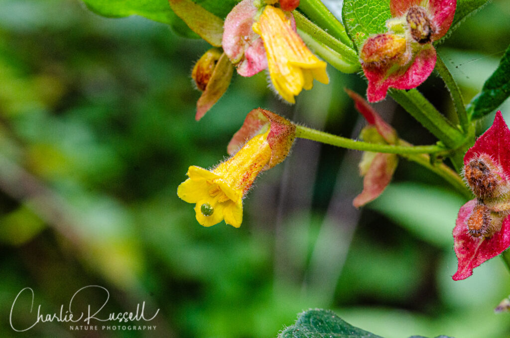 Point Reyes Drakes Estero Wildflowers - Charlie Russell Nature Photography