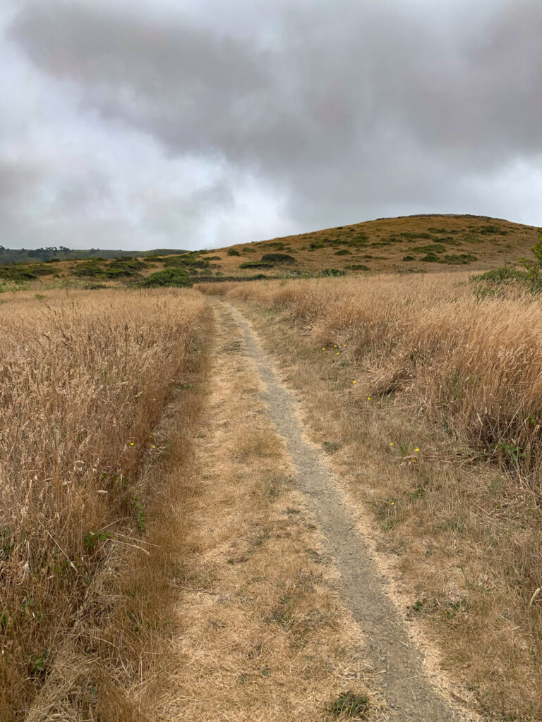 Point Reyes Drakes Estero Wildflowers - Charlie Russell Nature Photography