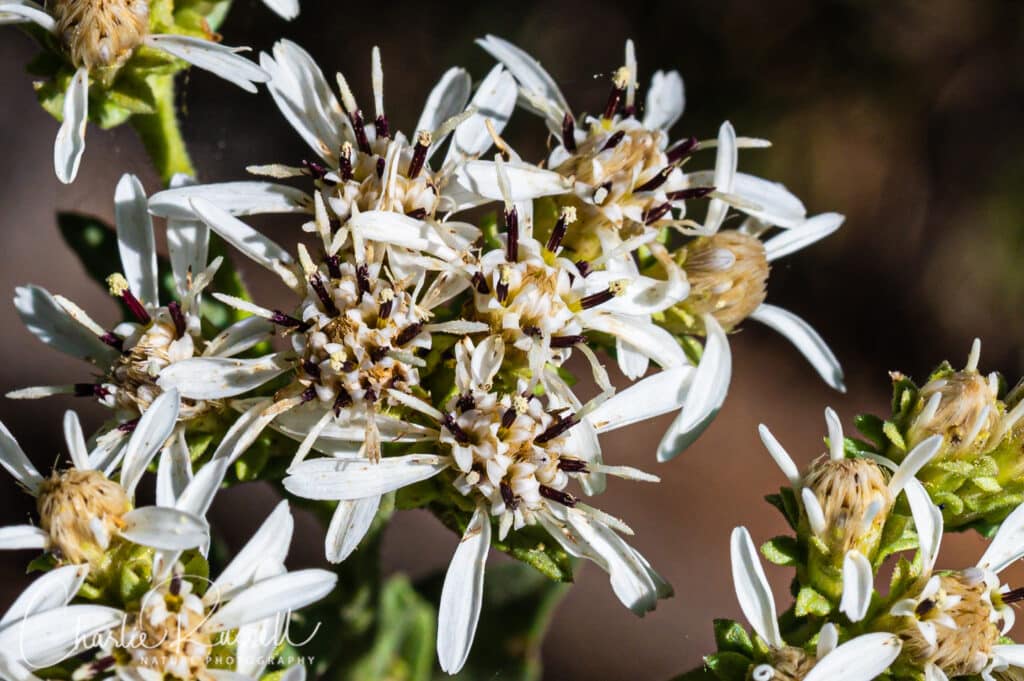 Shirley Canyon Wildflowers - Charlie Russell Nature Photography