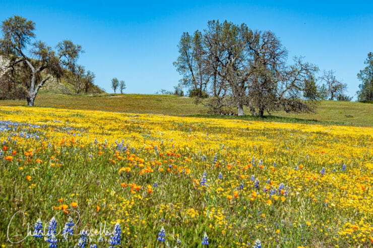 Shell Creek Road Wildflowers - Charlie Russell Nature Photography