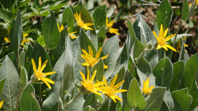 Meiss Lake Wildflower Hike - Charlie Russell Nature Photography