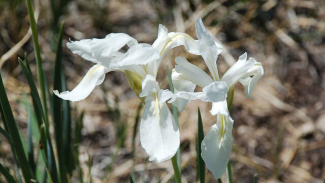 Meiss Lake Wildflower Hike - Charlie Russell Nature Photography