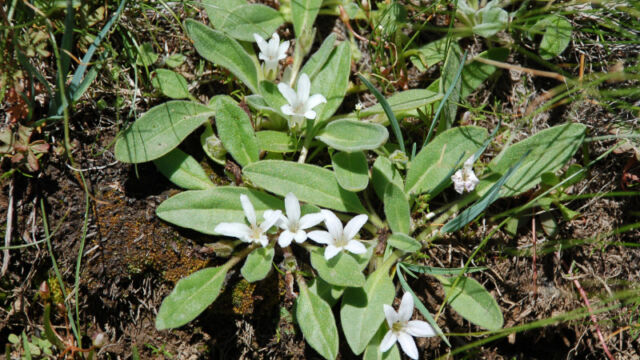 Meiss Lake Wildflower Hike - Charlie Russell Nature Photography
