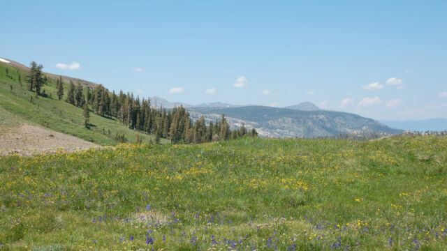 Meiss Lake Wildflower Hike - Charlie Russell Nature Photography