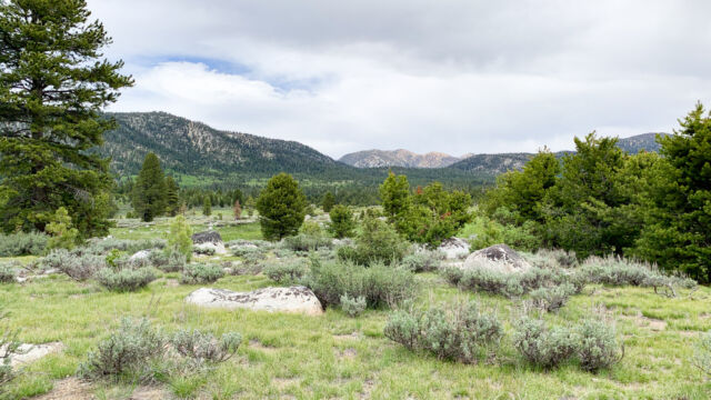 Early Hope Valley Wildflowers - Charlie Russell Nature Photography